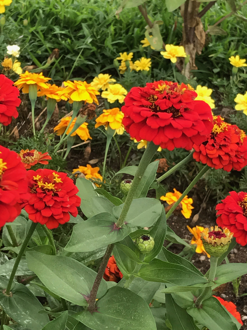 Hope Gardens - alive and bursting with colour!